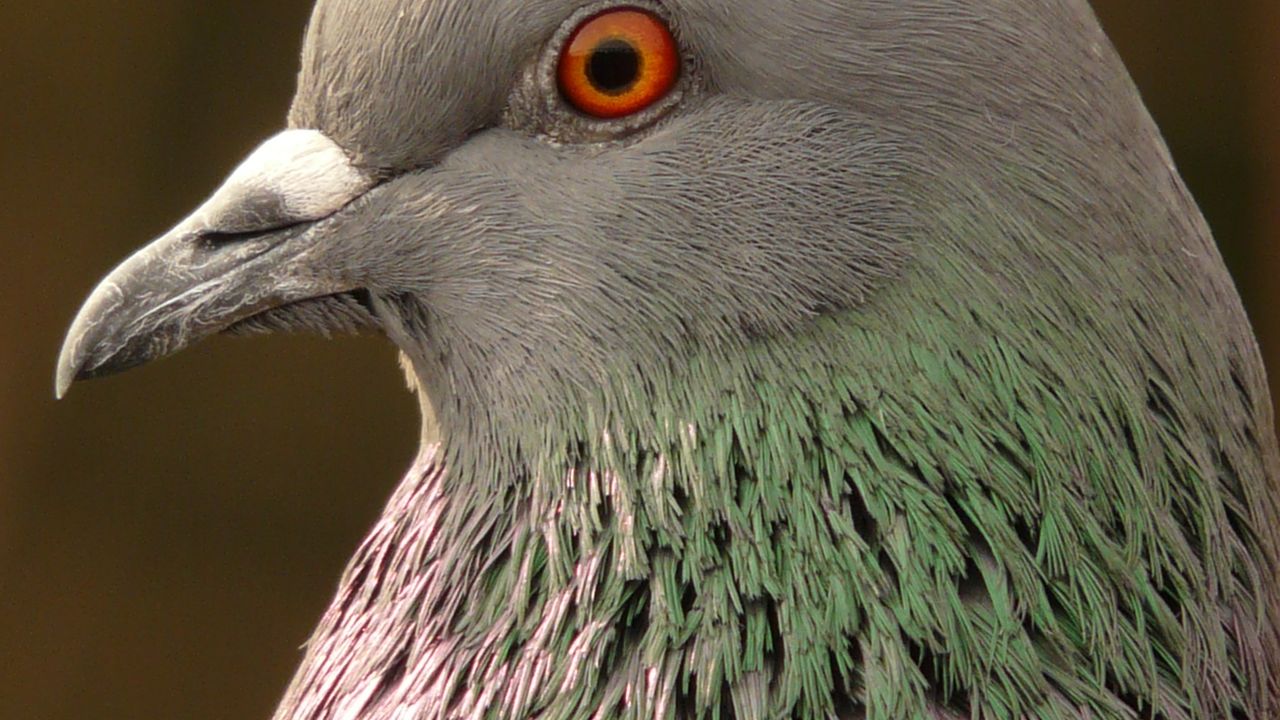 Chikko Five - @chikko_five — Blender Community