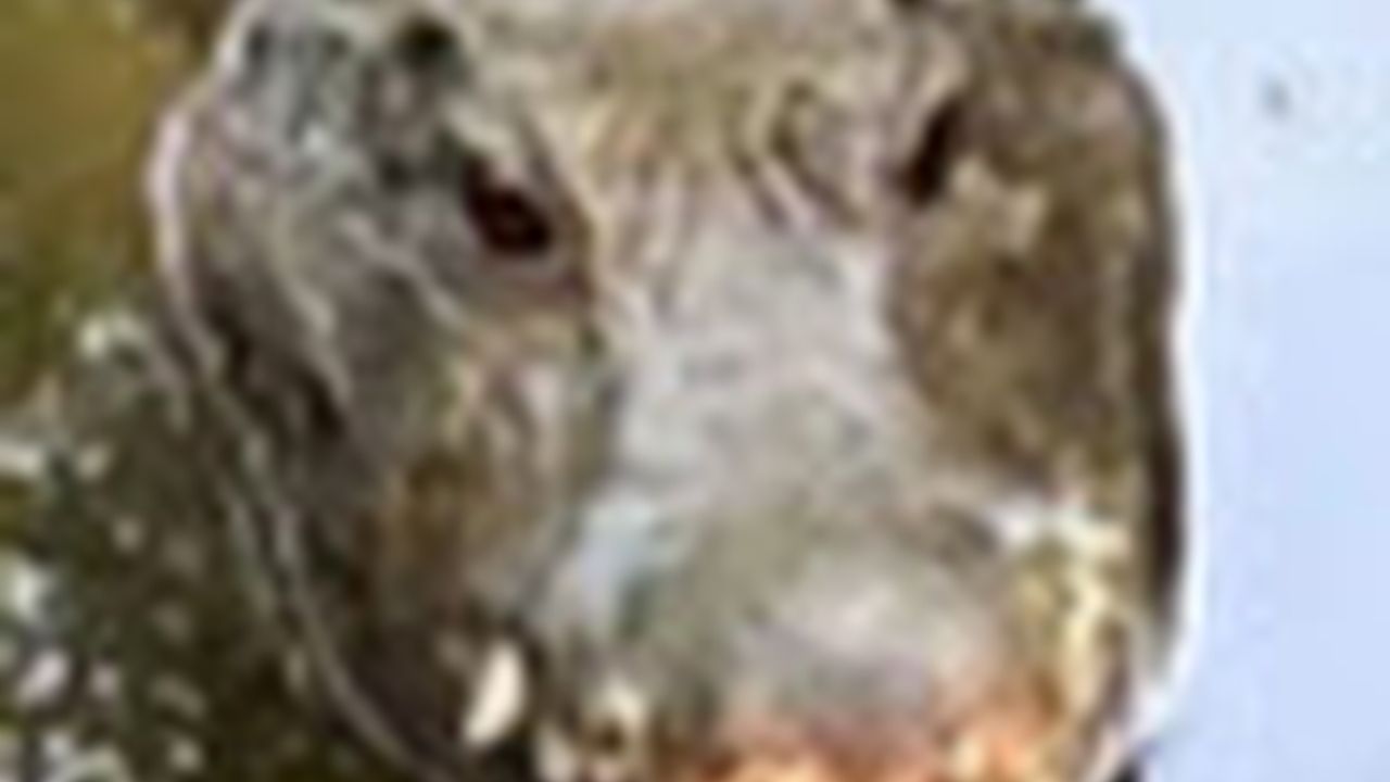 Pumpooon - @pumpooon — Blender Community