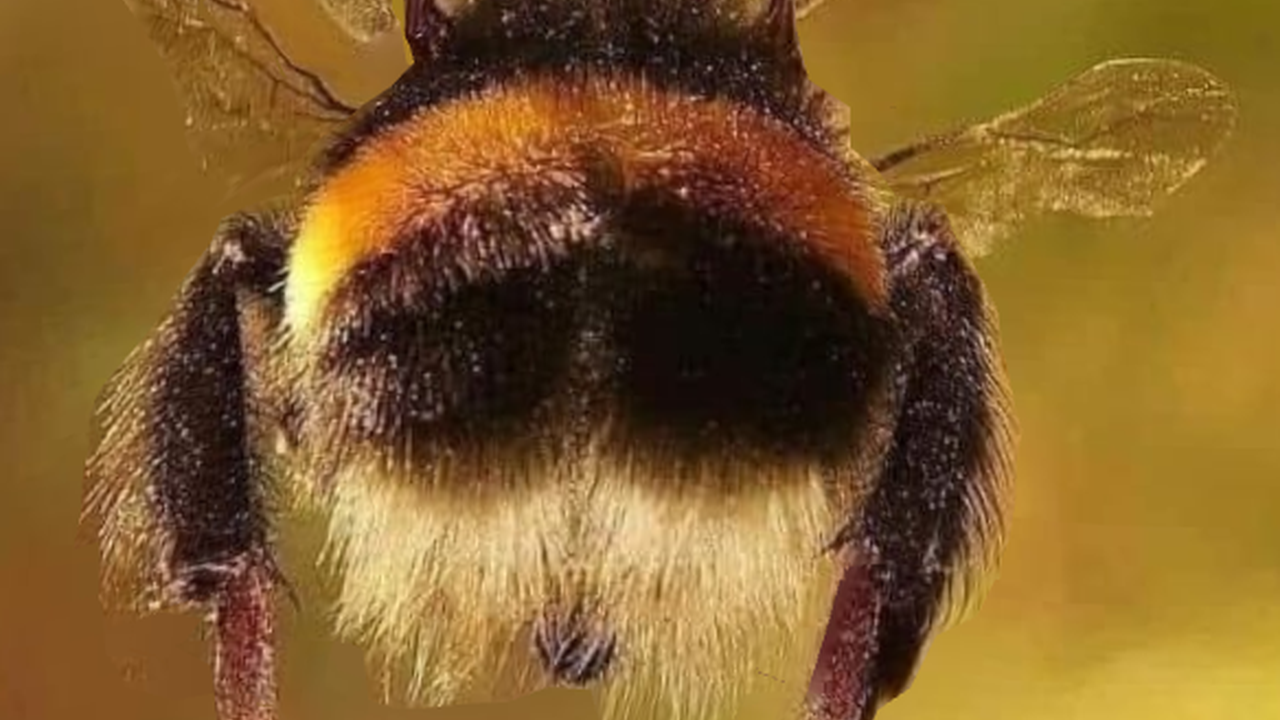 demida - @demida — Blender Community