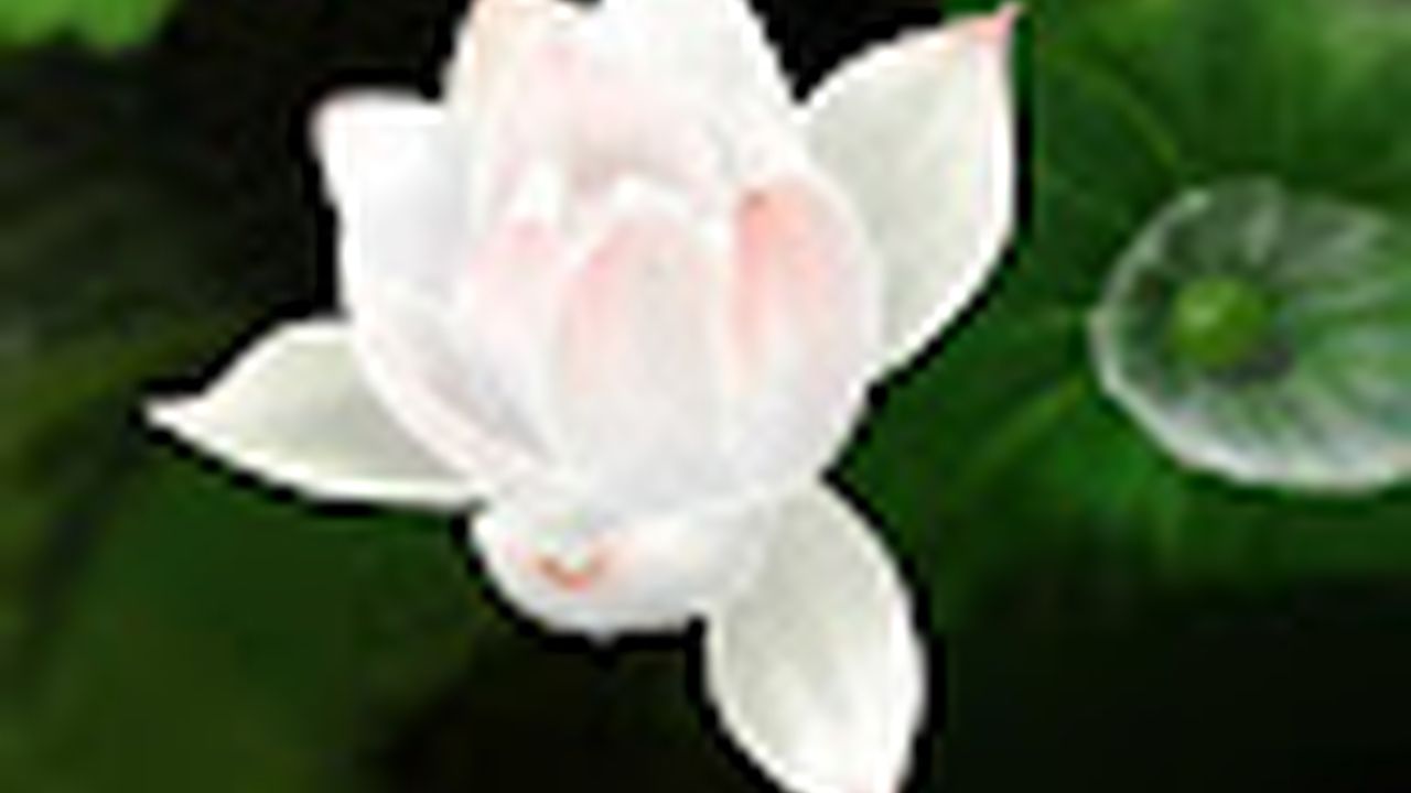 MrL - @mrl — Blender Community